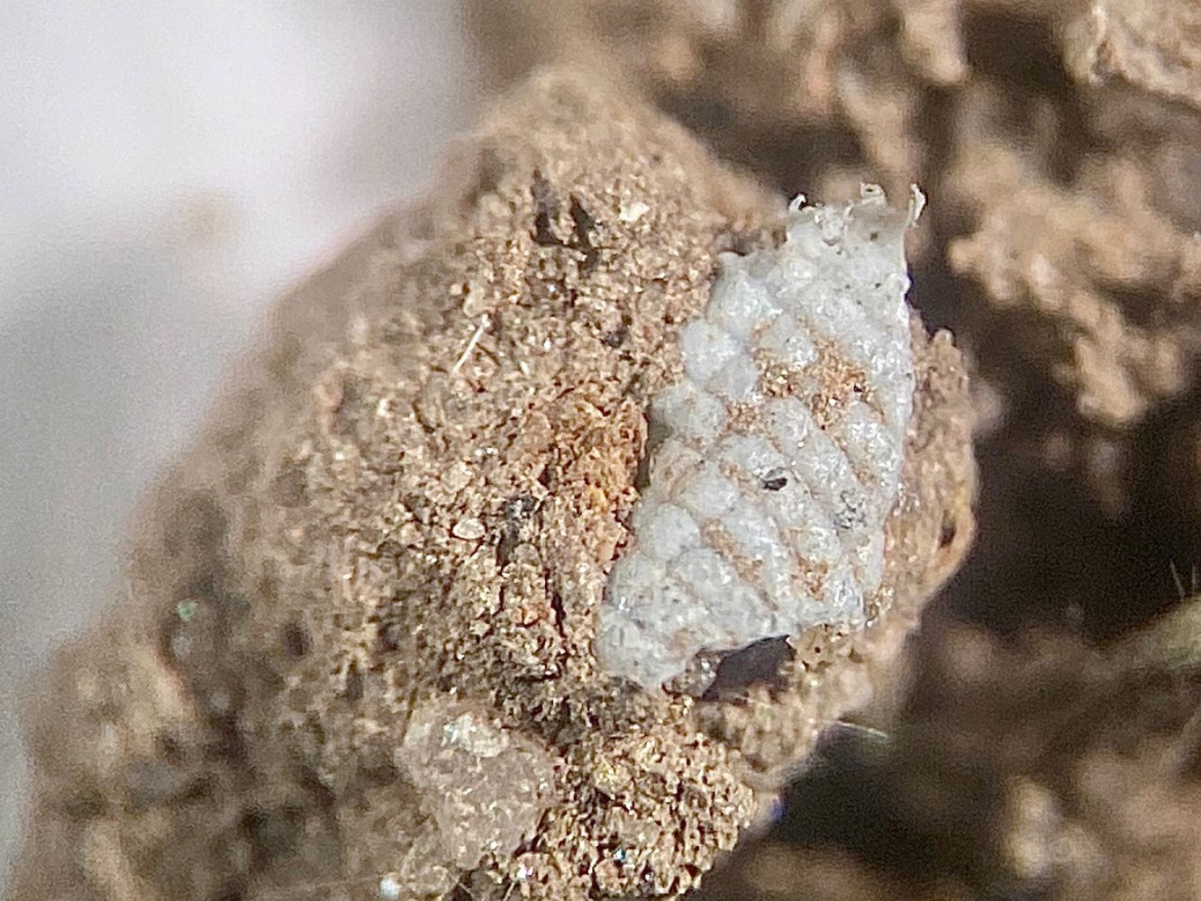 New study finds 1,450% increase in microplastic levels within soil ...